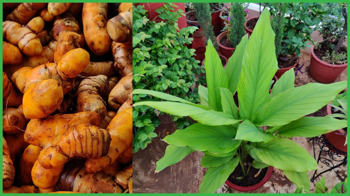 Growing Turmeric or Curcuma longa (Haldi) in Containers 🪴🪴🪴 ...