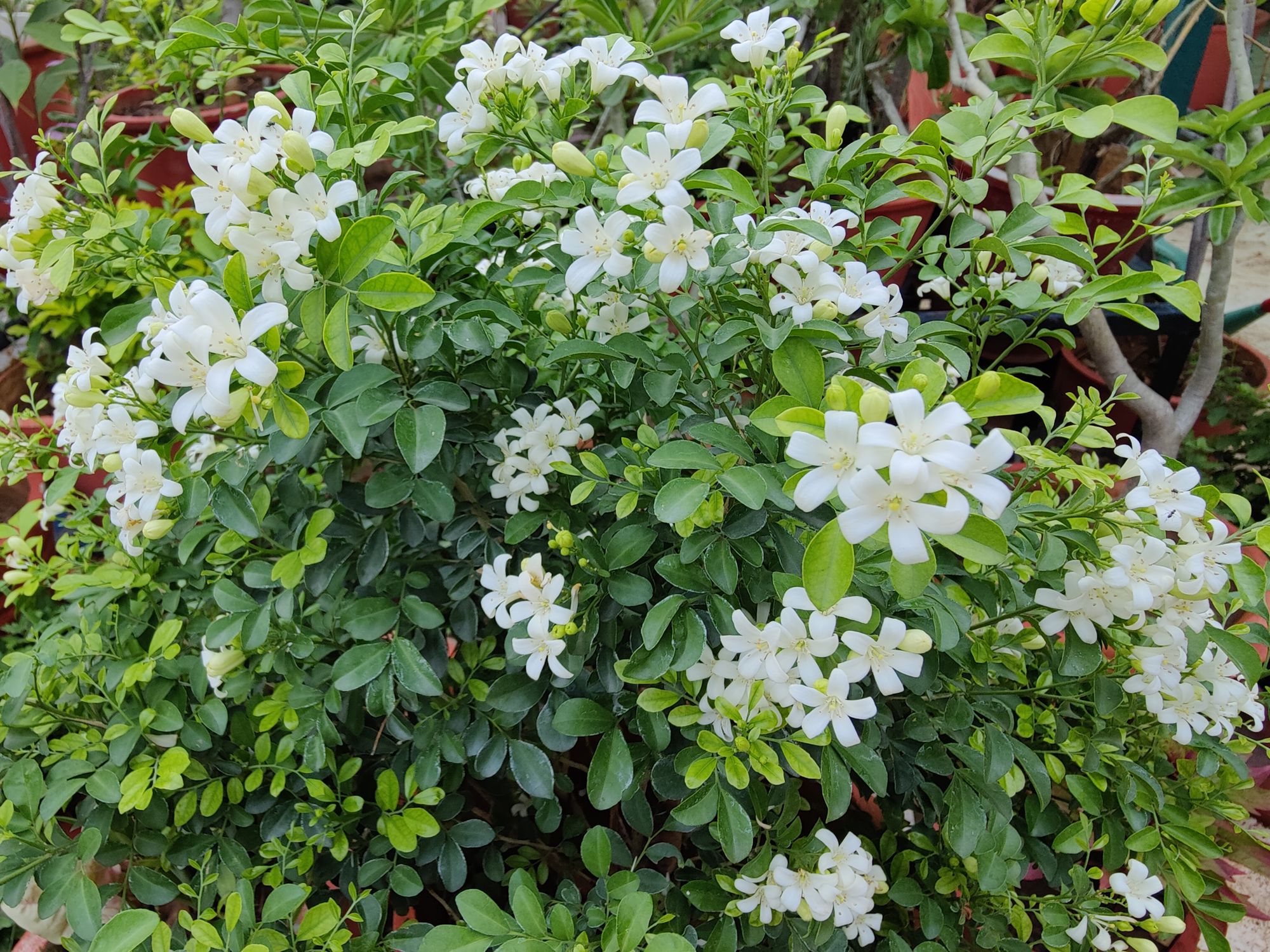Murraya Paniculata or Madhu Kamini💐💐💐: Grow and care | Houseplants ...