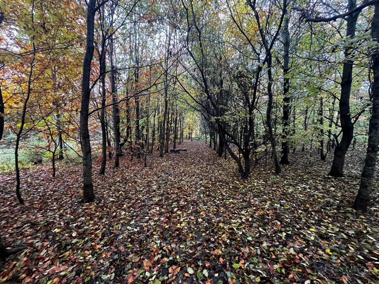 The Ultimate Guide to Dry Leaf Composting 🍂🍃| Houseplants Notes 005 ...