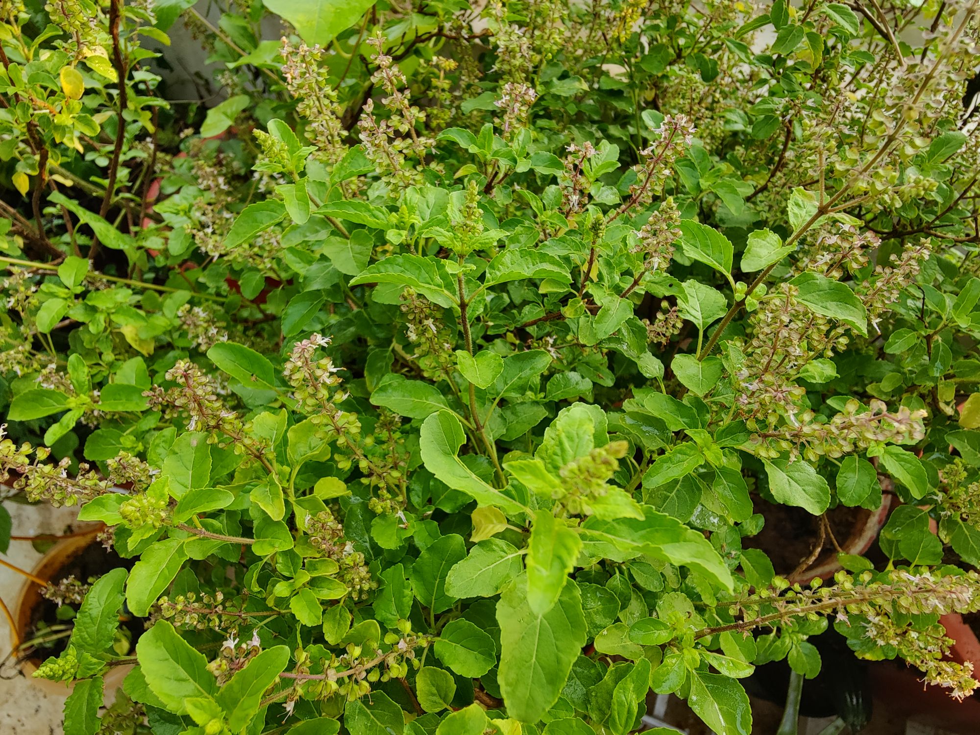 How to Grow Beautiful Tulsi: 🪴 | Houseplants Notes 012 - Varsha Aundhia